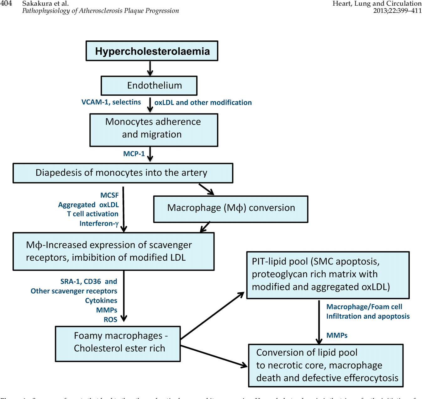 Pathophysiology Of Atherosclerosis Flow Chart