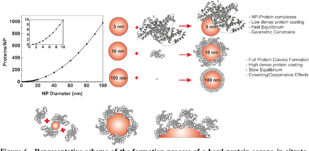 Pdf Size Dependent Protein Nanoparticle Interactions In Citrate