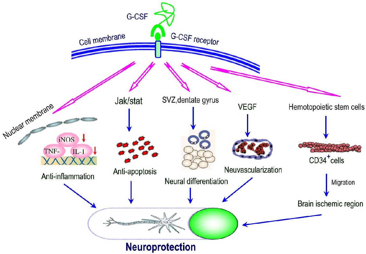 Pdf Neuroprotection Of G Csf In Cerebral Ischemia Semantic Scholar