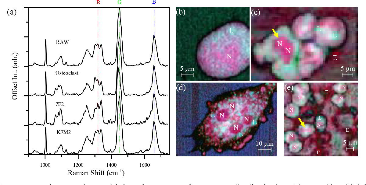 Figure 1 From Label Free Noninvasive Bone Cell Classification By