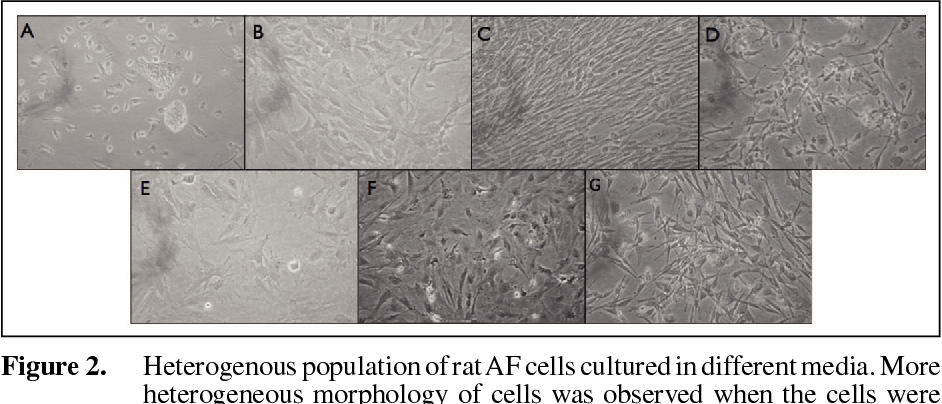 Figure 2 From Evaluation Of Two Cell Culture Media In Culturing Rat