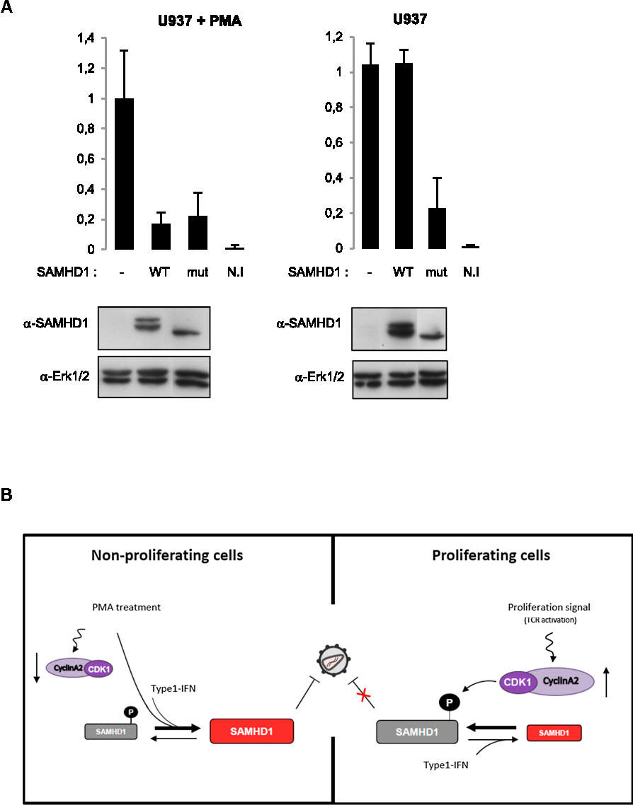 Pdf Phosphorylation Of Samhd1 By Cyclin A2cdk1 Regulates Its