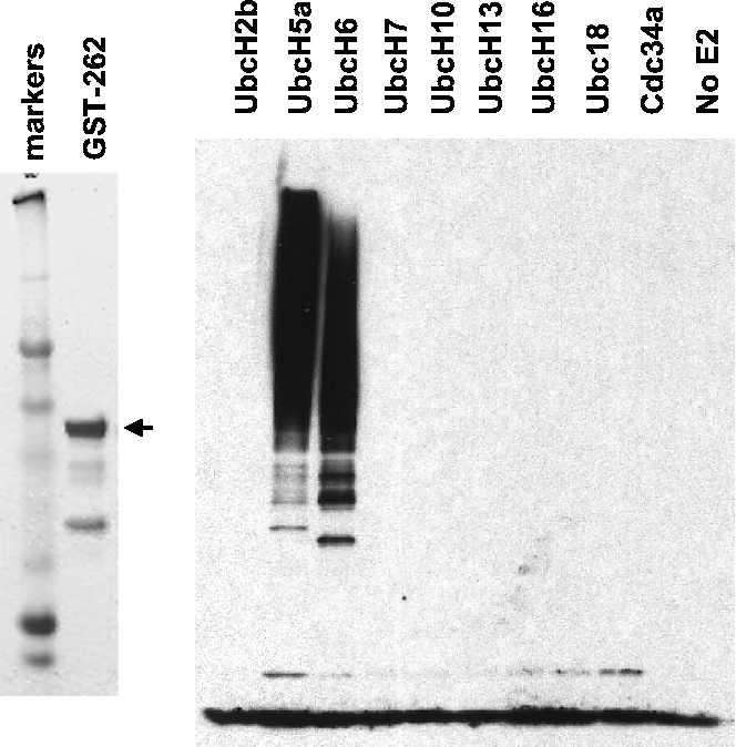 Figure 1 From Herpes Simplex Virus Type 1 Immediate Early Protein Icp 0