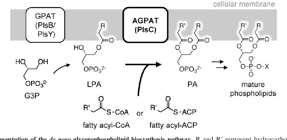 Purification And Characterization Of 1 Acyl Sn Glycerol 3 Phosphate