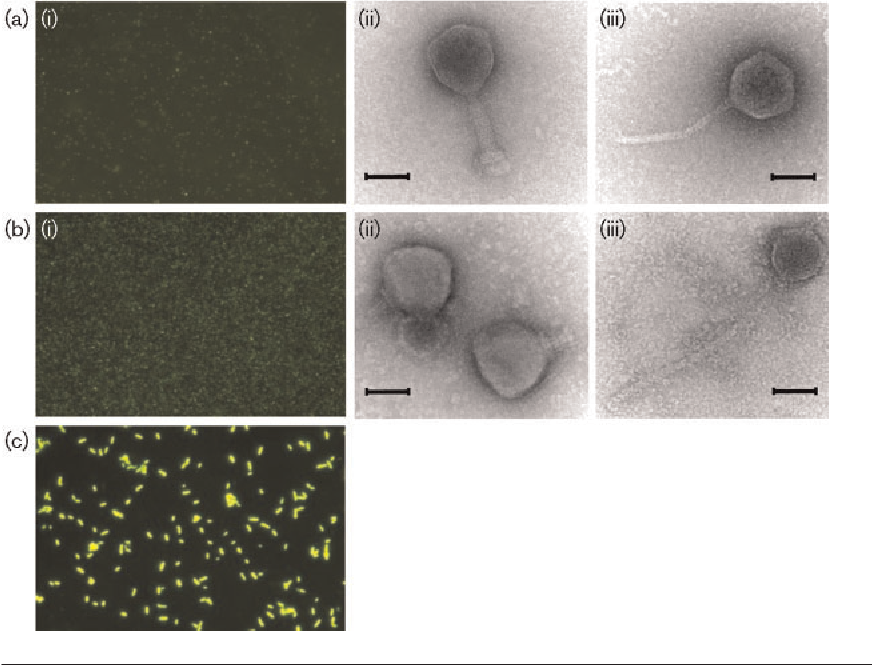 Figure 1 From Evidence Of Bacteriophage Mediated Horizontal Transfer Of