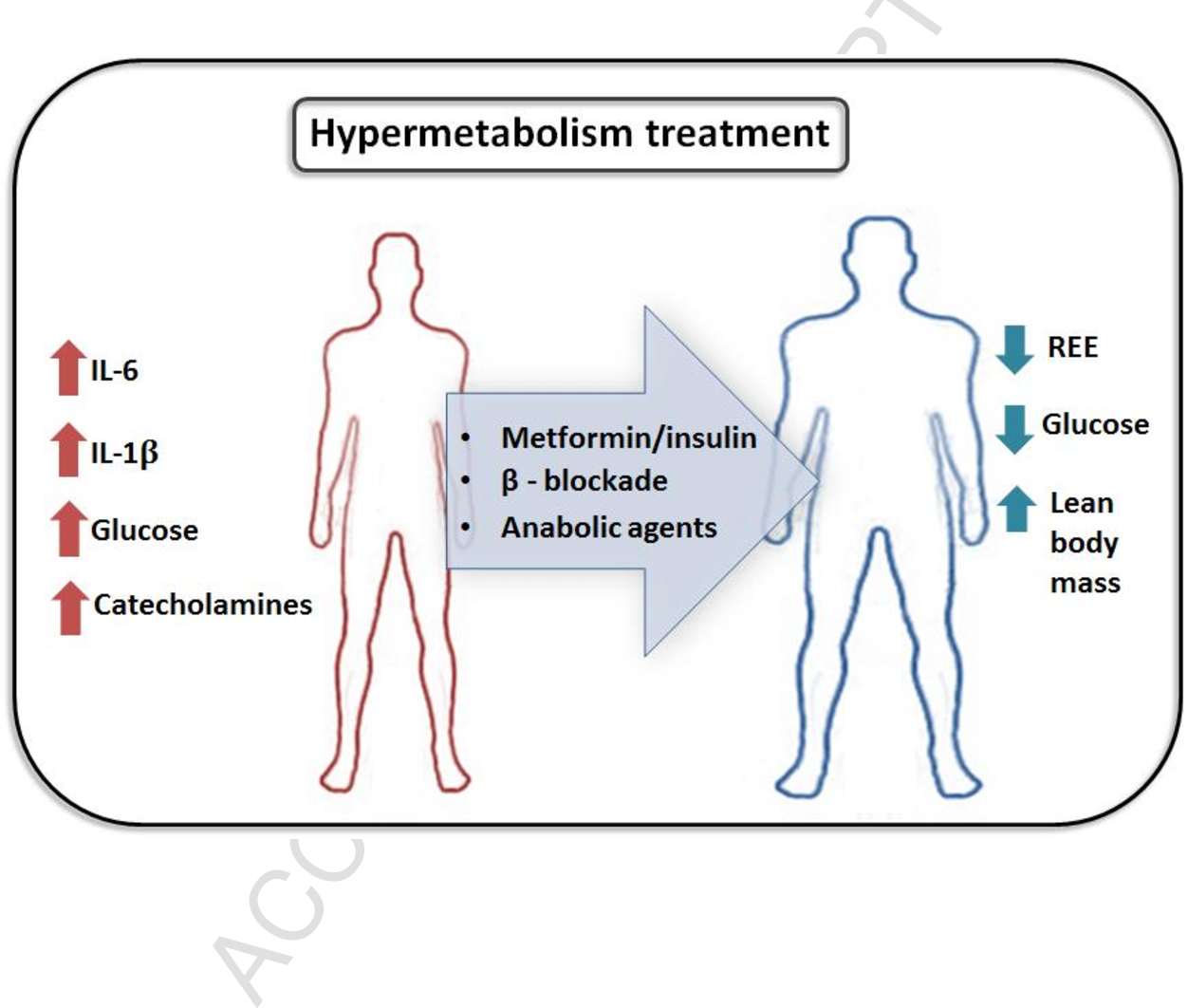 The Biochemical Alterations Underlying Post Burn Hypermetabolism