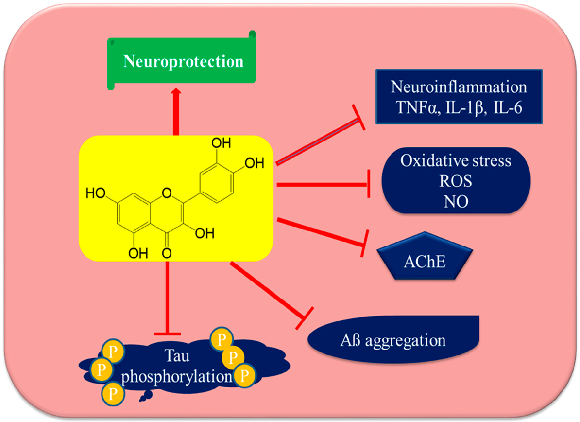 Figure 1 From Neuroprotective Effects Of Quercetin In Alzheimers