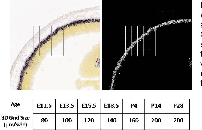 Pdf A High Resolution Spatiotemporal Atlas Of Gene Expression Of The