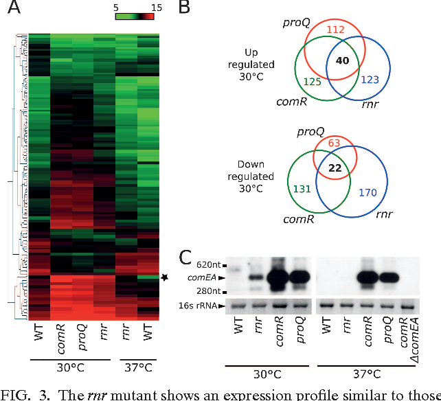 Figure 1 From Legionella Pneumophila Development In Loss Of Rnase R