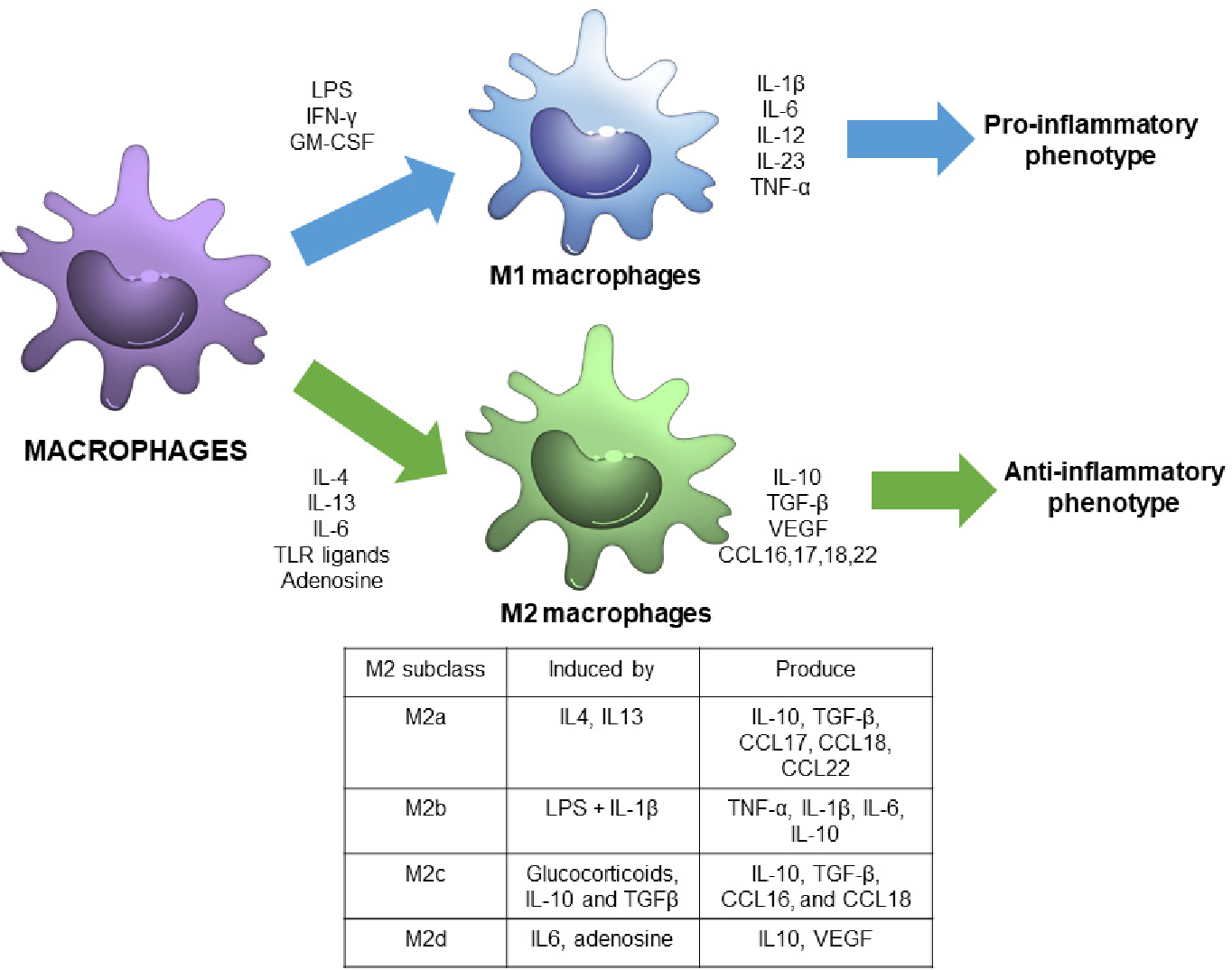 Pdf Macrophage Polarization And Reprogramming In Acute Inflammation