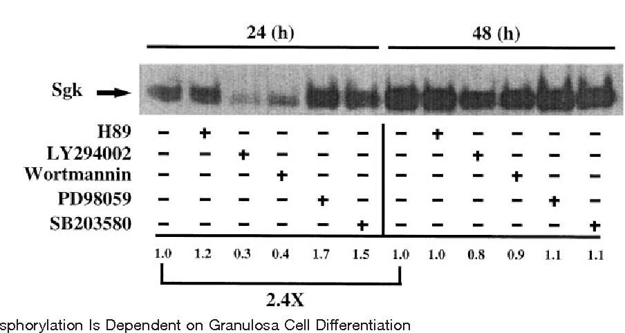 Figure 1 From Follicle Stimulating Hormone Fsh Stimulates