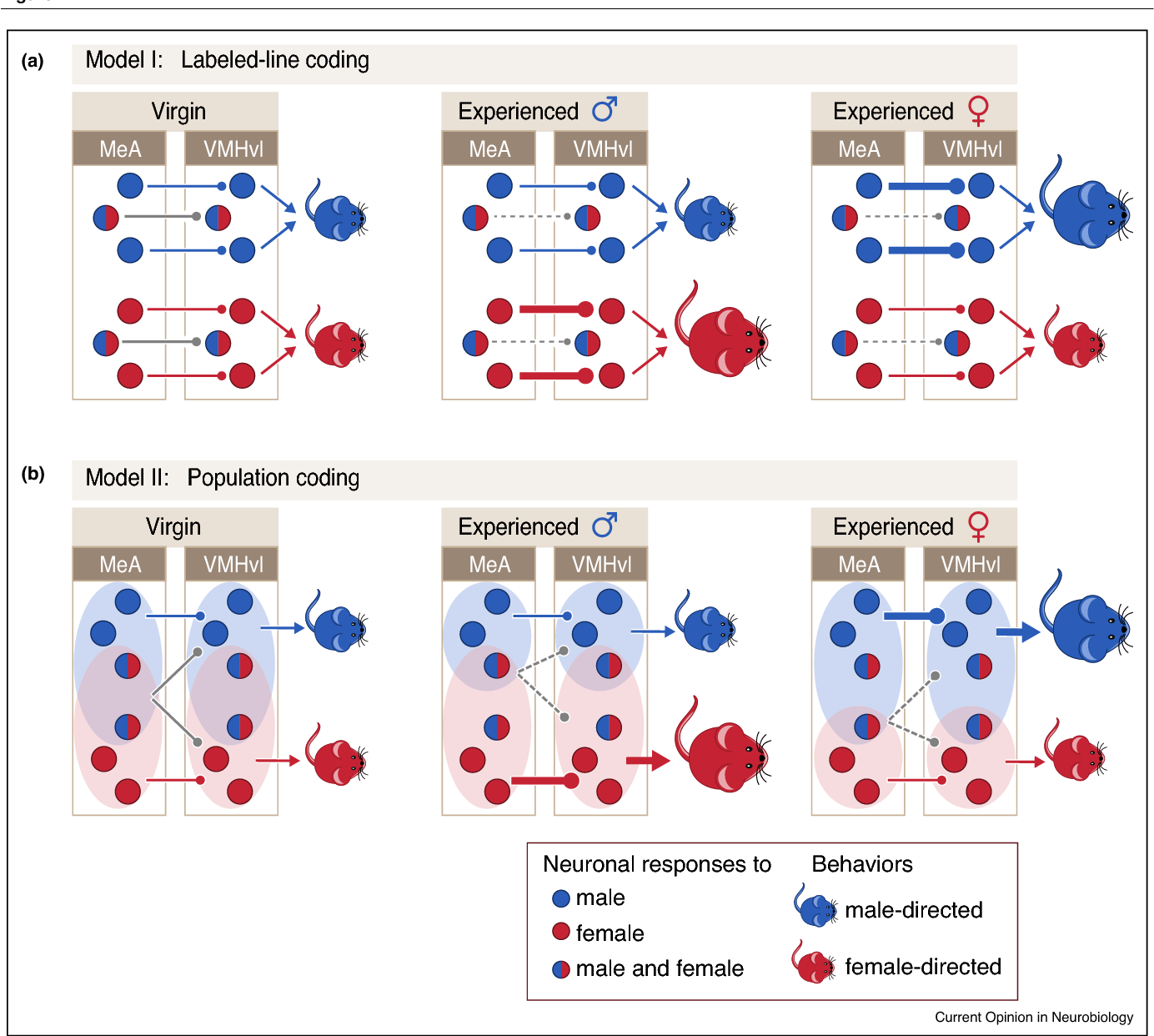 Neural Coding Of Sex Specific Social Information In The Mouse Brain