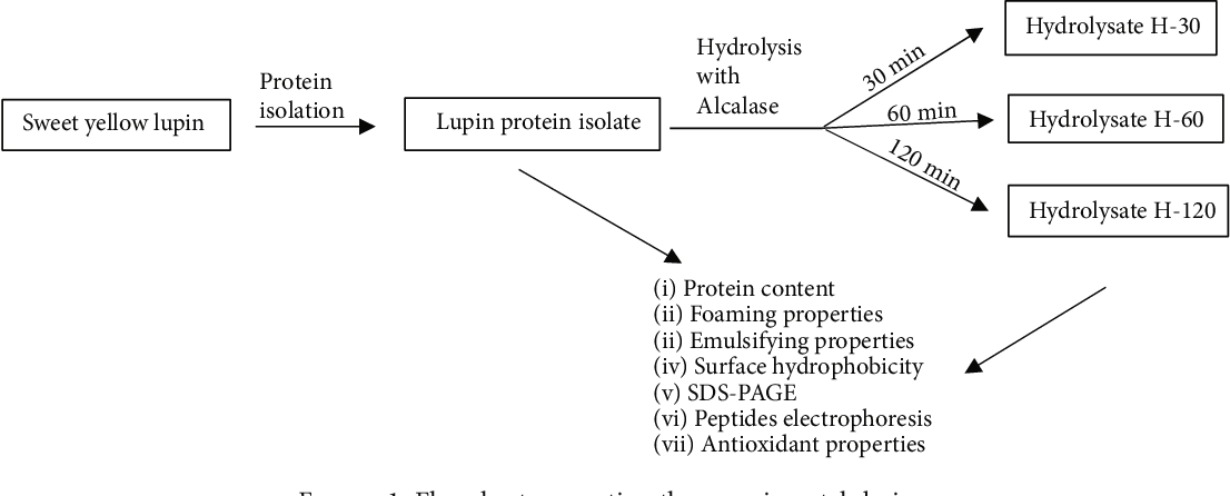 Figure 2 From Effect Of Alcalase Modification Of Yellow Lupin Lupinus