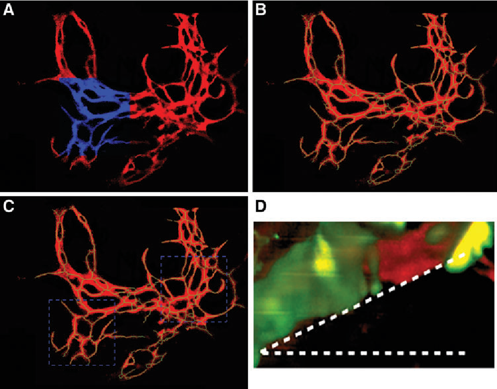 Figure 1 From Analyzing Structure And Function Of Vascularization In