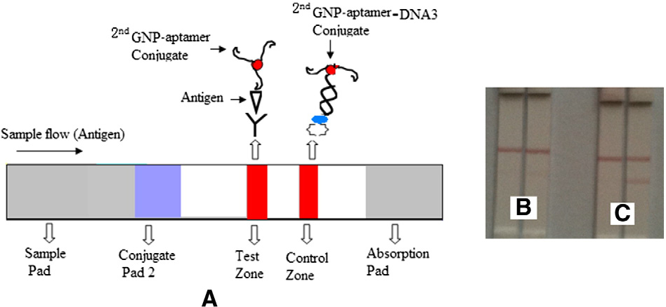 Signal Enhancement In A Lateral Flow Immunoassay Based On Dual Gold