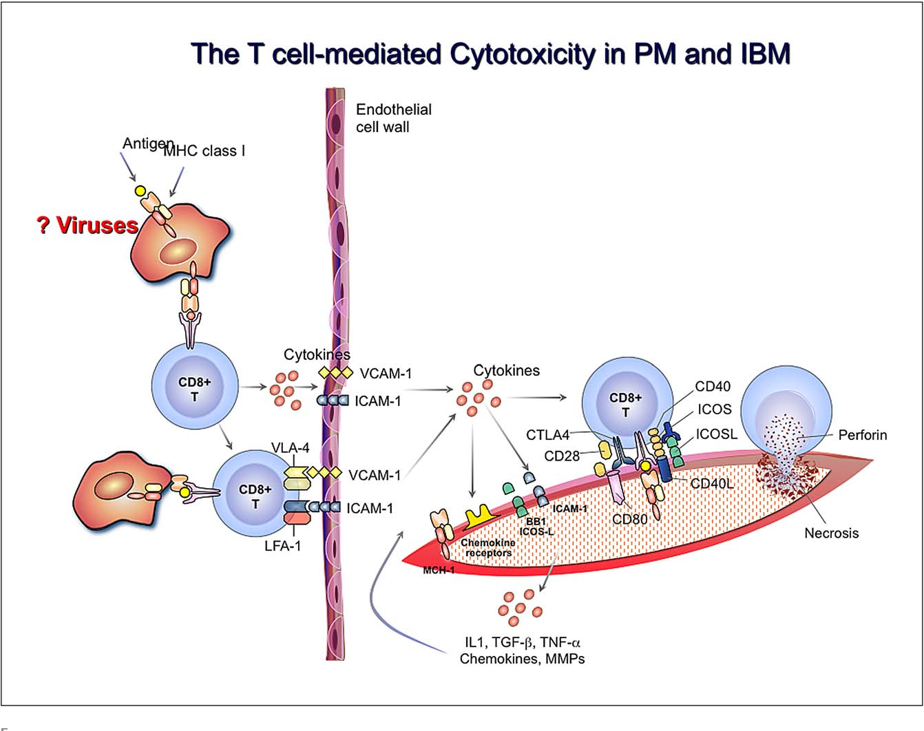 Pdf Pathophysiology Of Inflammatory And Autoimmune Myopathies