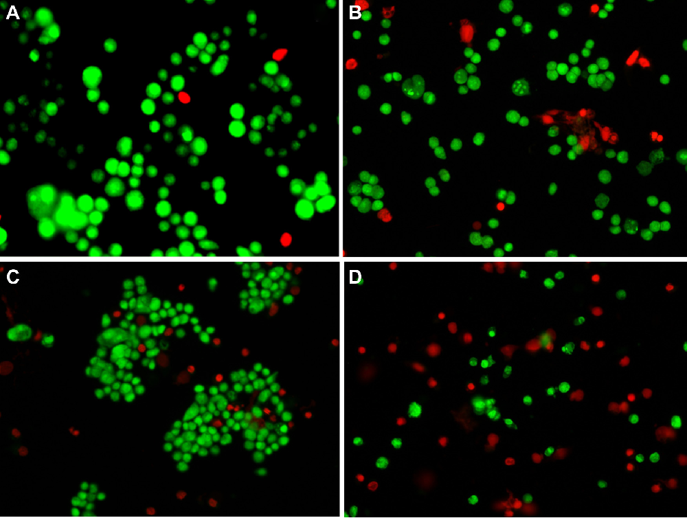 Figure 1 From Wortmannin Induces Mcf 7 Breast Cancer Cell Death Via The