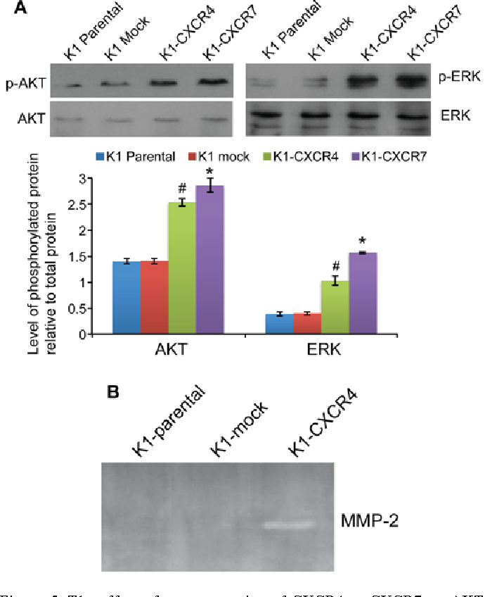 Figure 4 From Expression And Function Of Cxcl12cxcr4cxcr7 In Thyroid