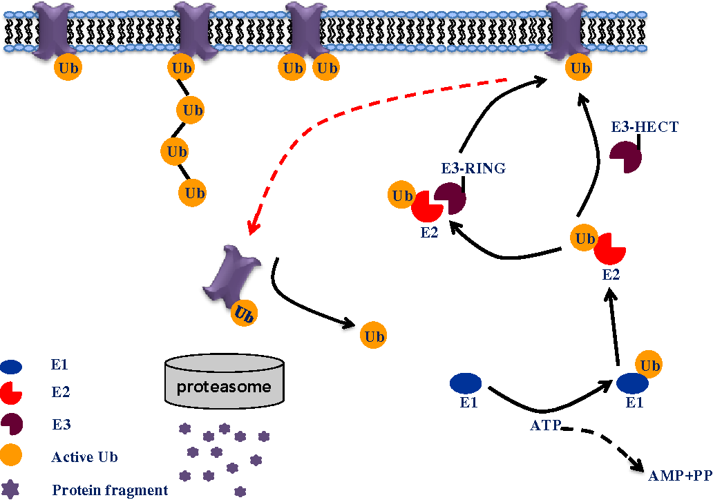 Figure 4 From Regulation Of The Human Ether A Go Go Related Gene Herg