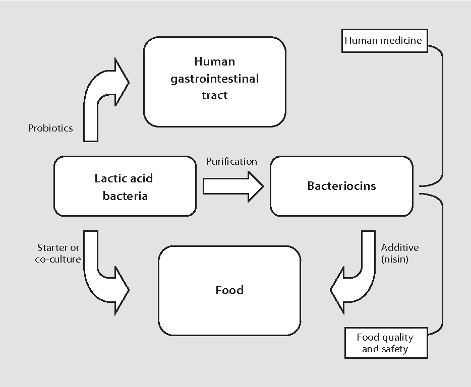 Lactic Acid Bacteria Semantic Scholar