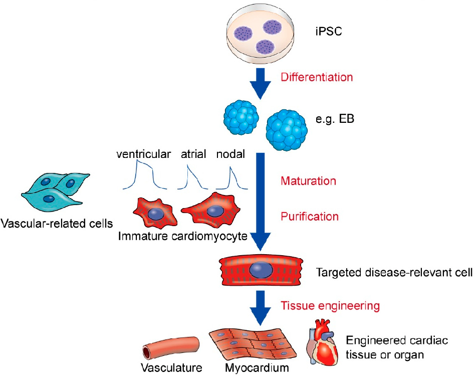 Figure 1 From Cardiovascular Disease Modeling Using Patient Specific