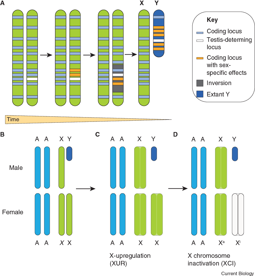 Sex Chromosome Effects On Malefemale Differences In Mammals Semantic