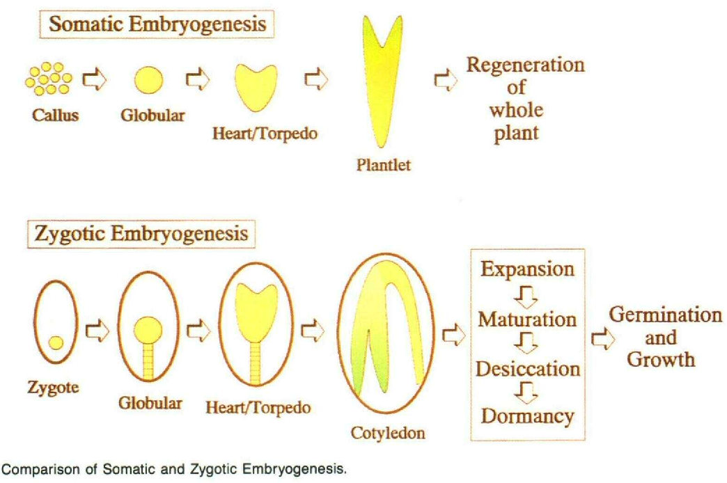 Pdf Somatic Embryogenesis A Model For Early Development In Higher