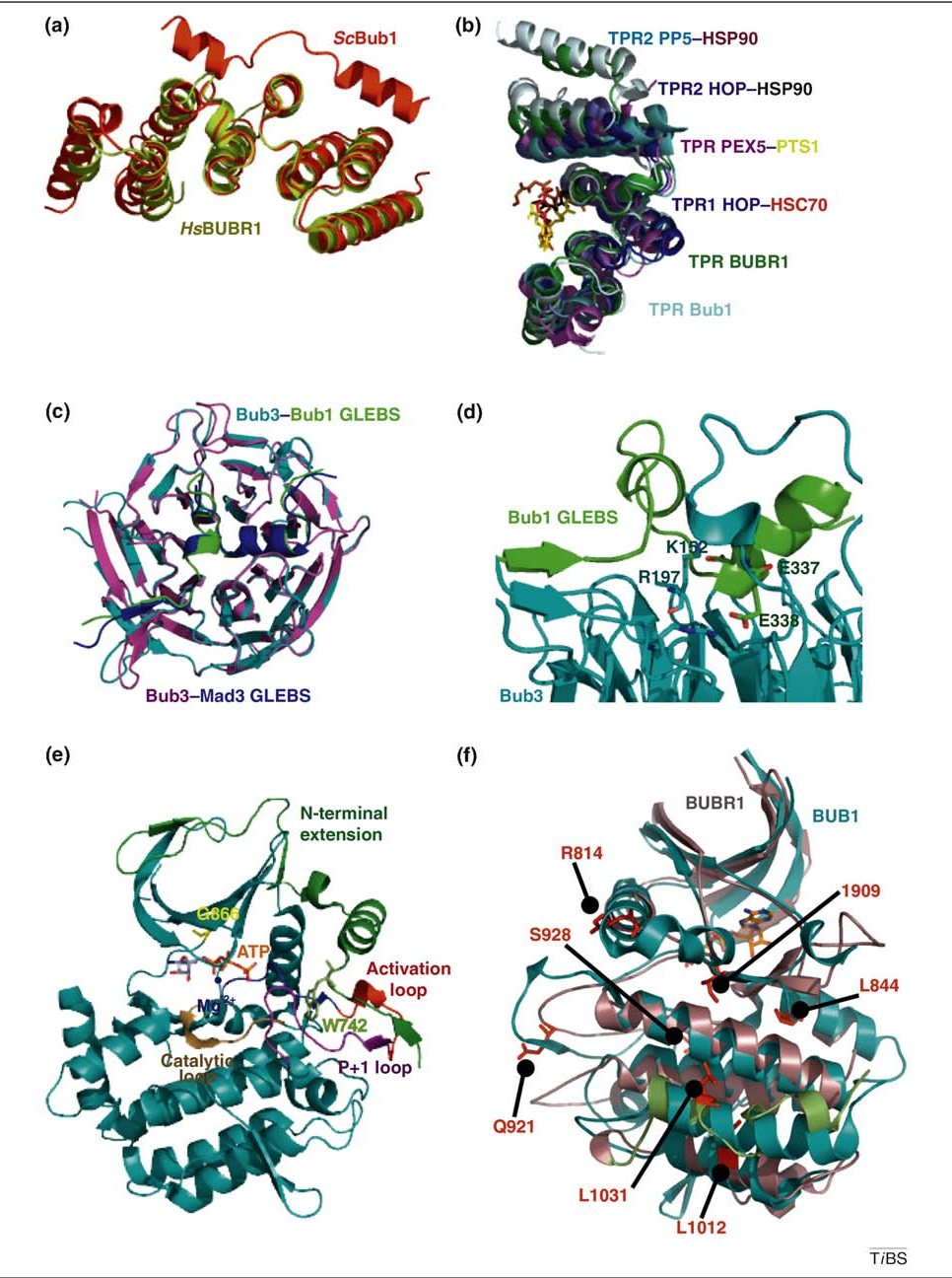 Bub1 And Bubr1 Multifaceted Kinases Of The Cell Cycle Semantic Scholar