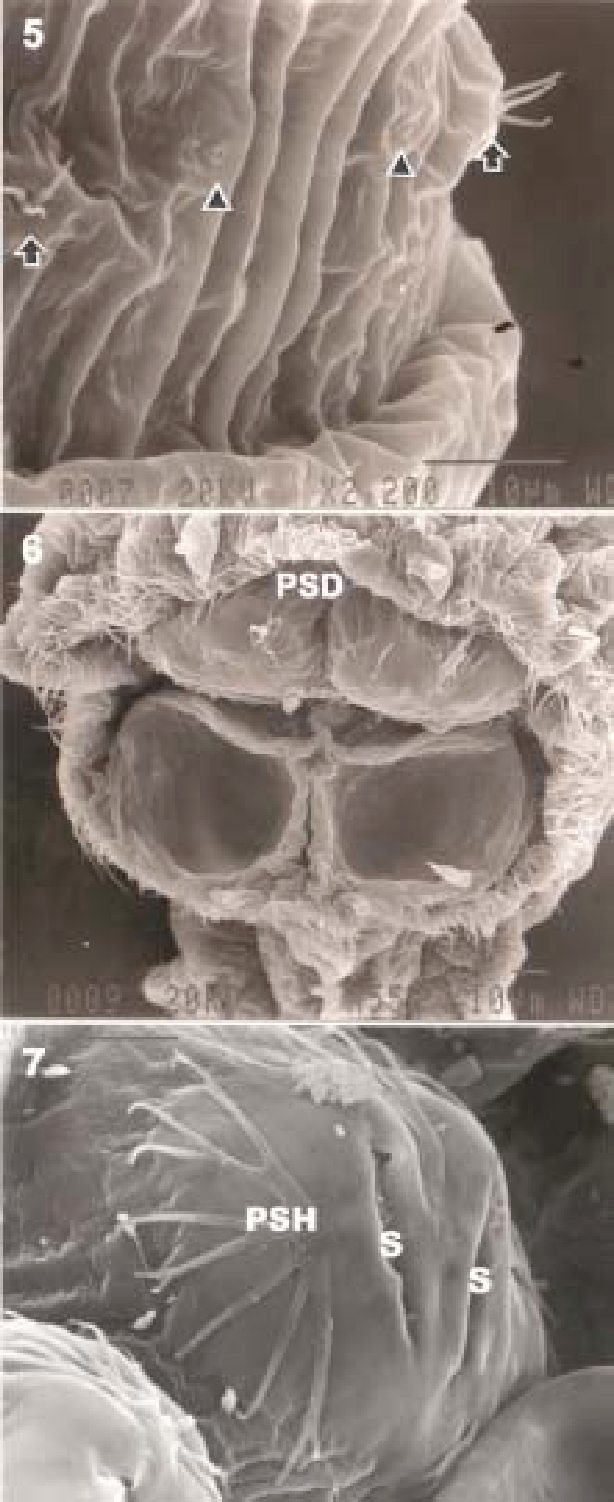 Figure 5 7 From Larval Morphology Of Chrysomya Megacephala Fabricius