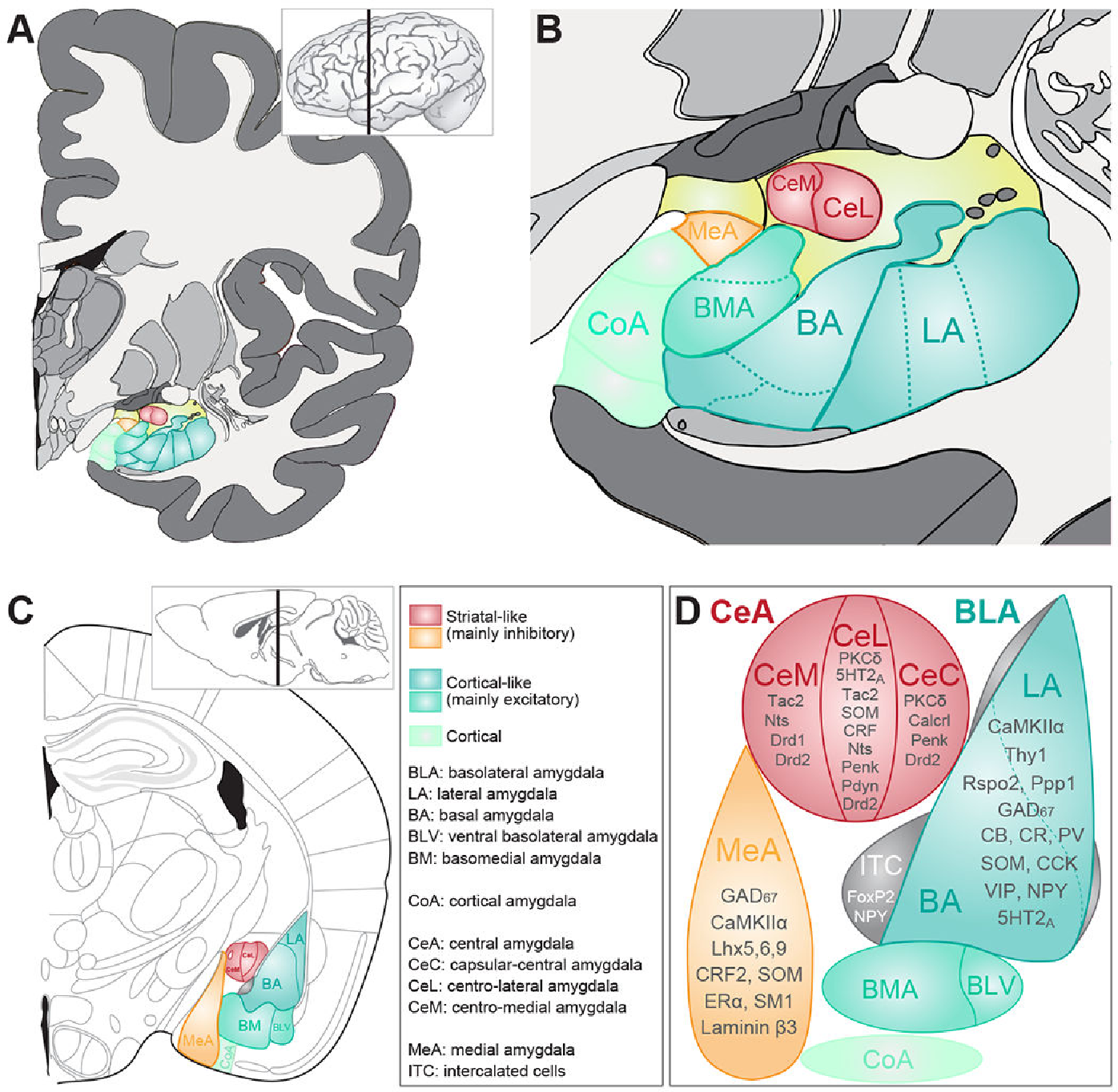 Figure 1 From Neuronal Diversity Of The Amygdala And The Bed Nucleus Of