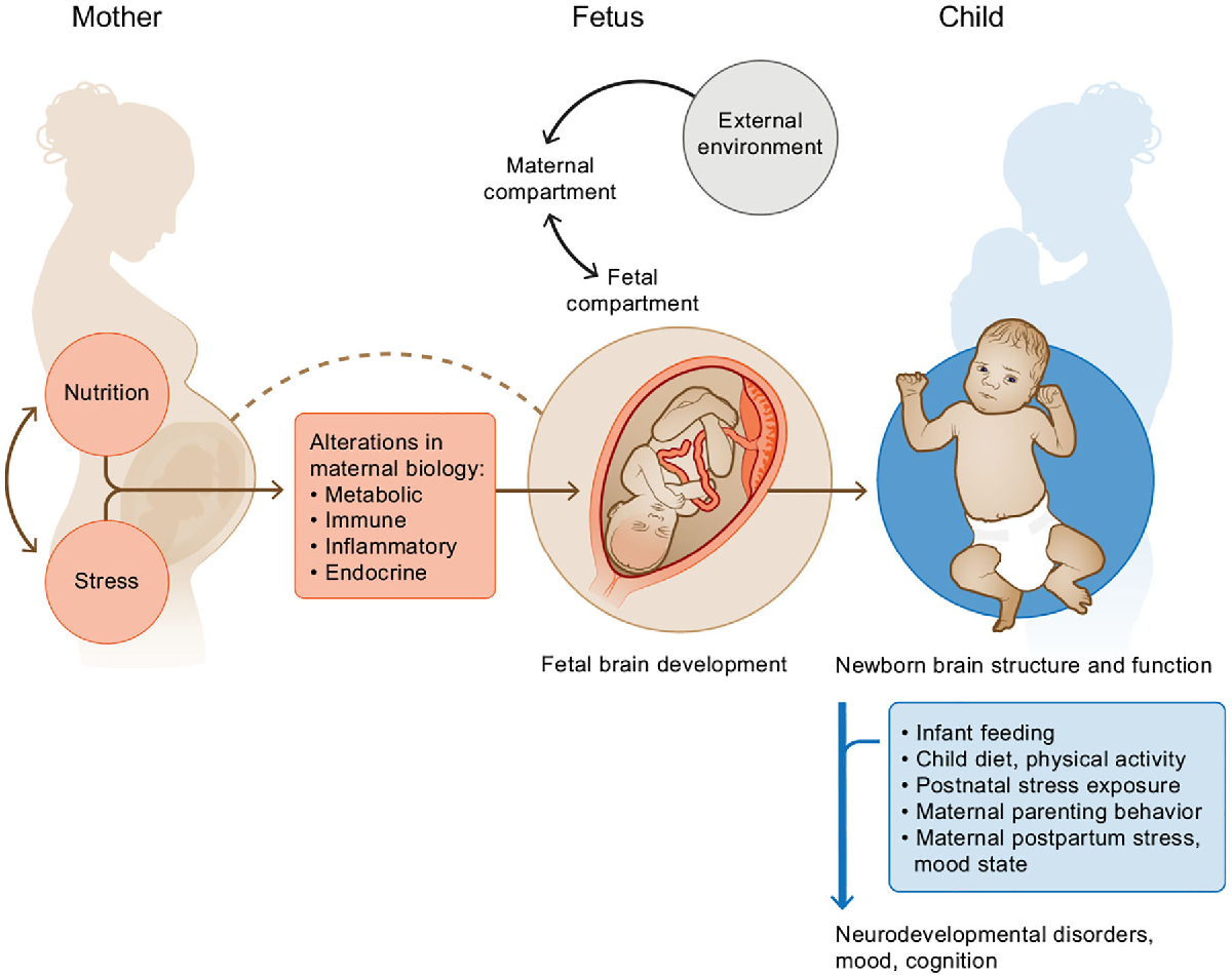 The Interplay Between Nutrition And Stress In Pregnancy Implications