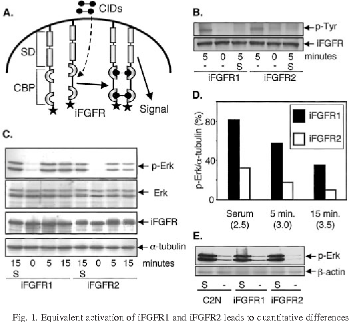 Proliferation In Vivo Signal Regulated Kinase Activation And