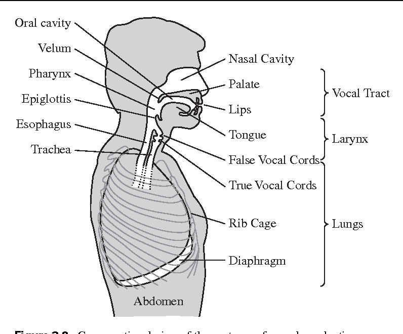 Speech Anatomy Anatomy Drawing Diagram