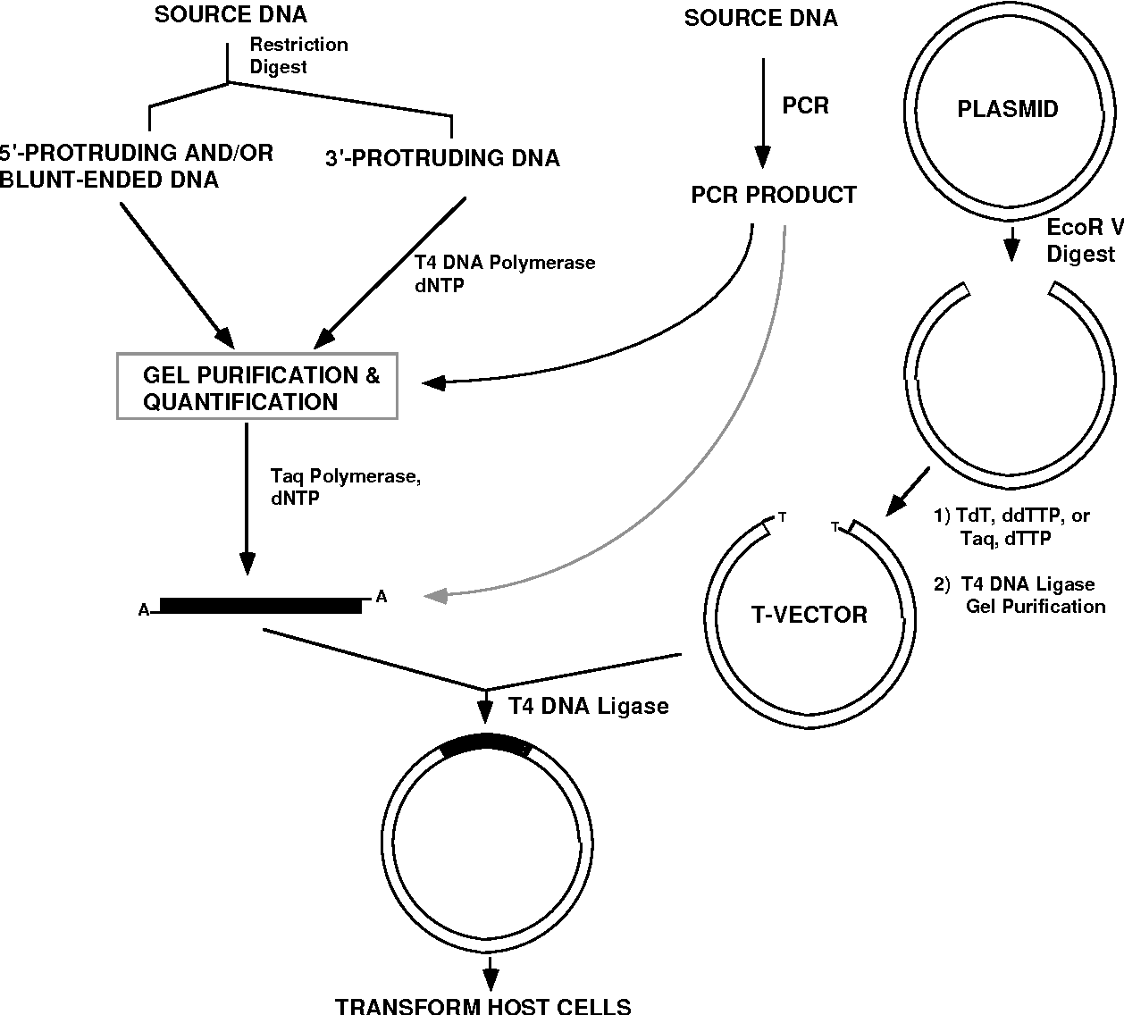 Pdf Universal Ta Cloning Semantic Scholar