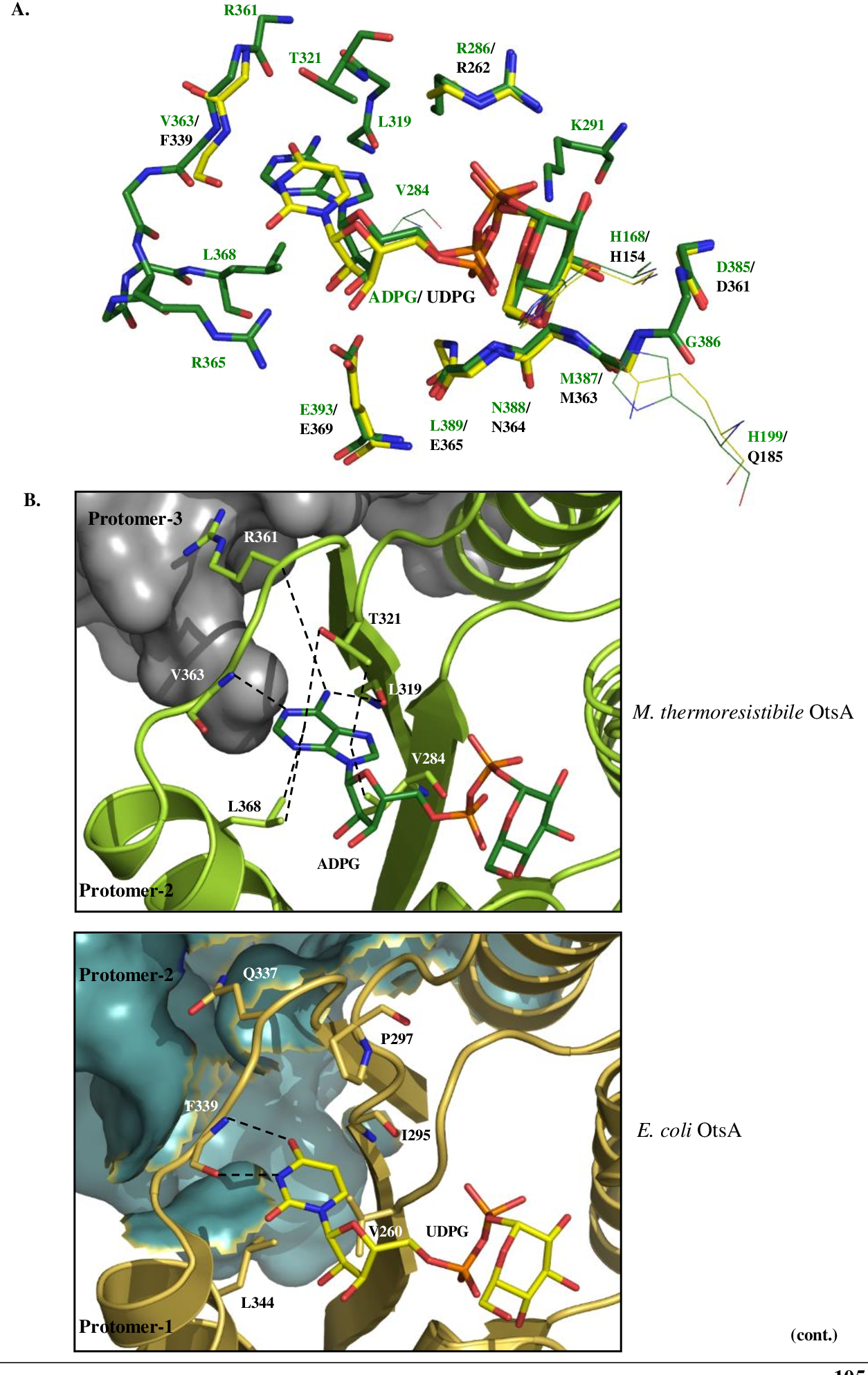 Targeting Trehalose And Methylglucose Lipopolysaccharide Biosynthetic