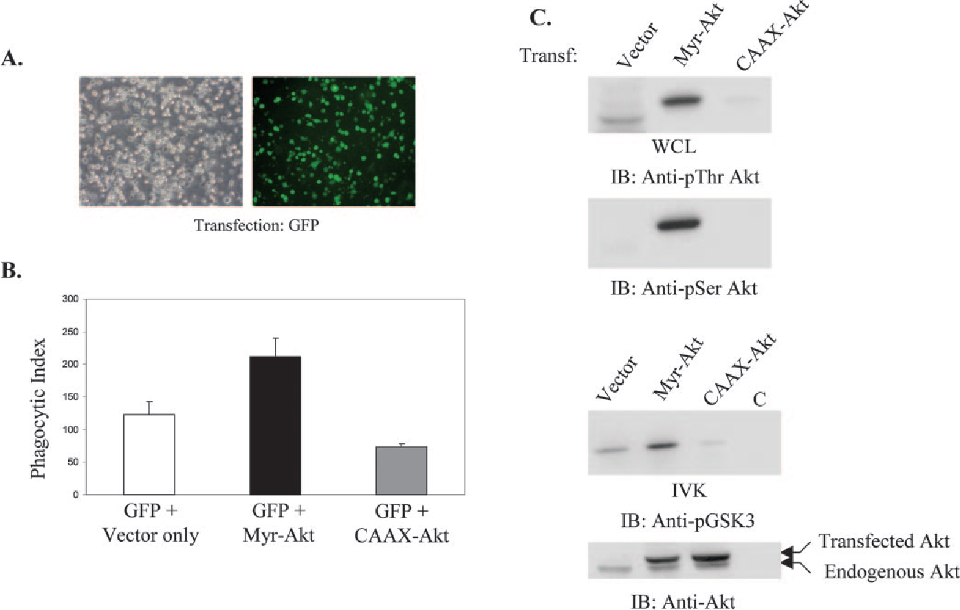 Figure 1 From The Serinethreonine Kinase Akt Promotes Fcγ Receptor