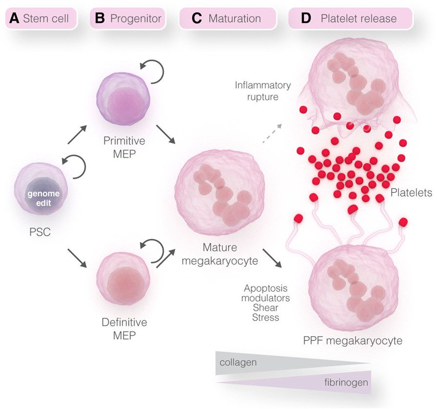 Figure 1 From Understanding Platelet Generation From Megakaryocytes