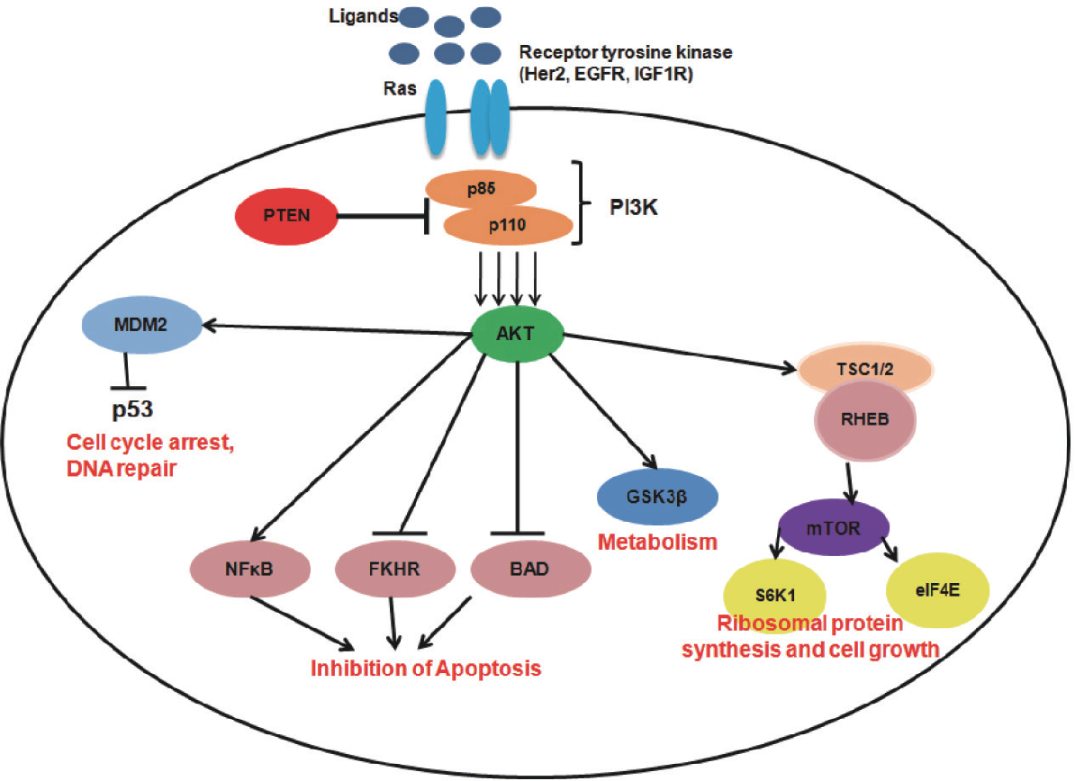 Figure 1 From Non Invasive Imaging Of Pi3kaktmtor Signalling In