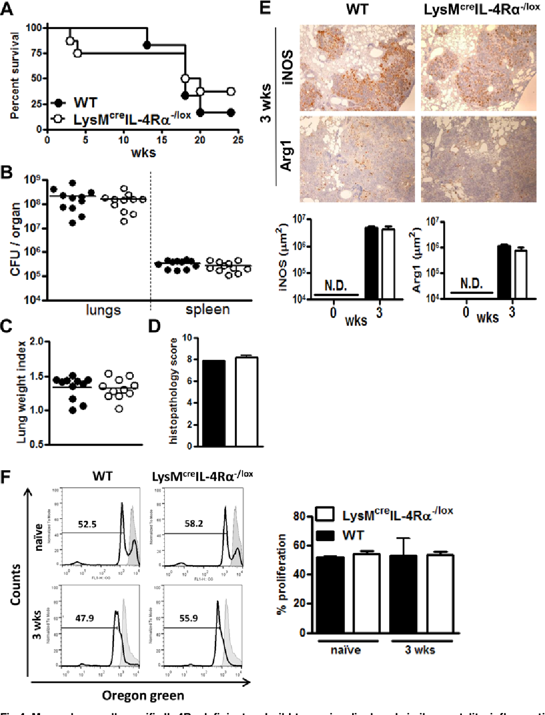 Figure 4 From Il 4rα Dependent Alternative Activation Of Macrophages Is