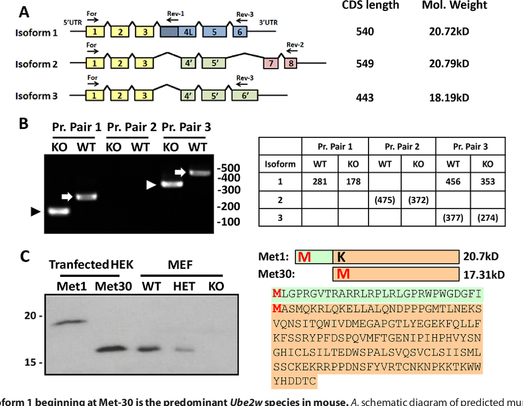 Figure 1 From Loss Of The Ubiquitin Conjugating Enzyme Ube2w Results In