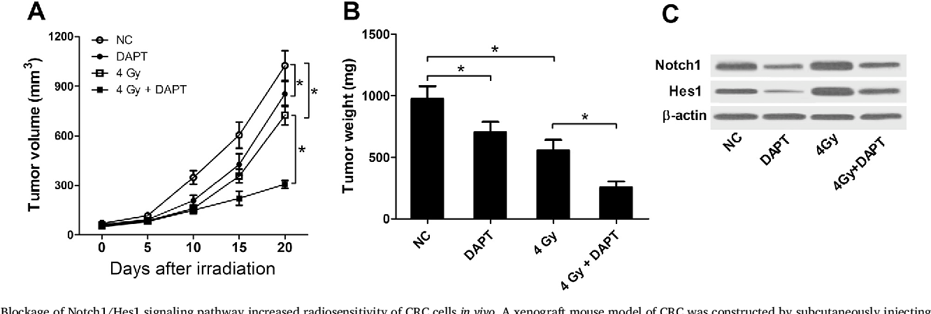 Figure 1 From Inhibition Of Notch1hes1 Signaling Pathway Improves