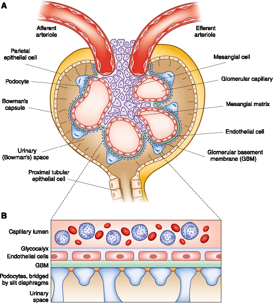 Pdf The Players Cells Involved In Glomerular Disease Semantic Scholar