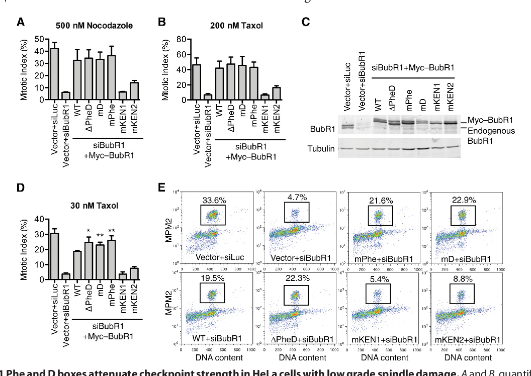 Figure 1 From The Cdc20 Binding Phe Box Of The Spindle Checkpoint