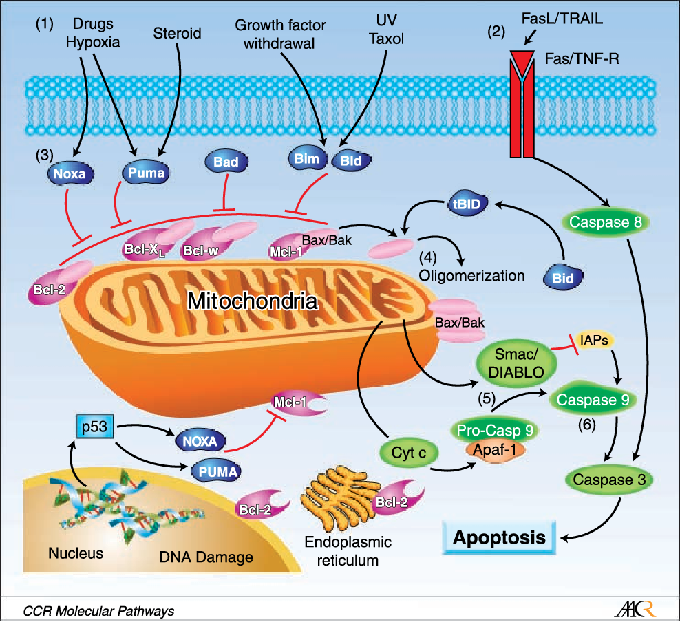 Bcl 2 Pathway