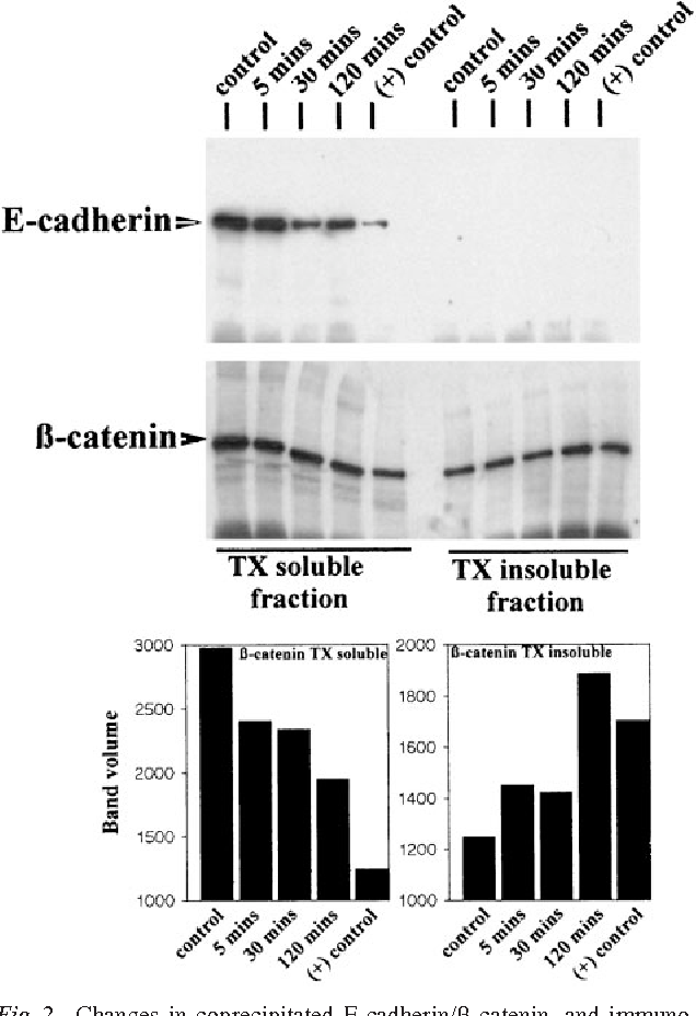 Pdf Matrilysin Mediates Extracellular Cleavage Of E Cadherin From