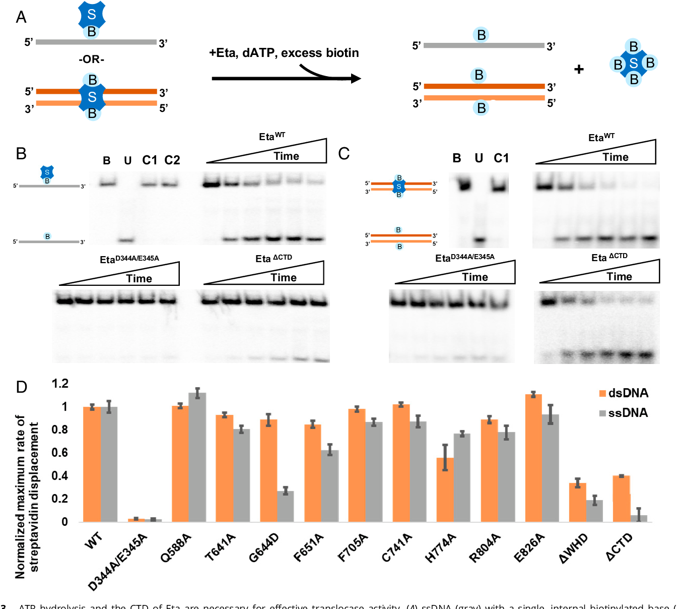 Figure 1 From The Structure And Activities Of The Archaeal