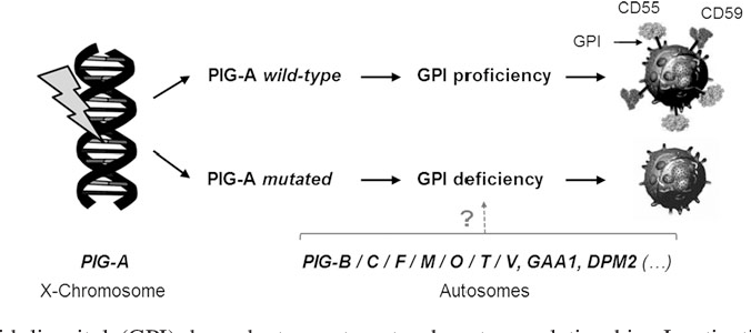 The Pig A Gene Mutation Assay In Mice And Human Cells A Review