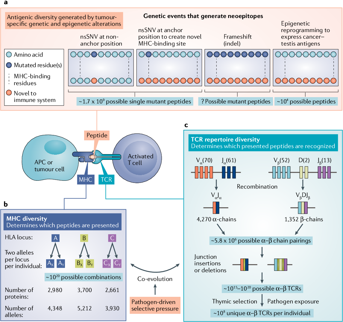 The Evolving Landscape Of Biomarkers For Checkpoint Inhibitor