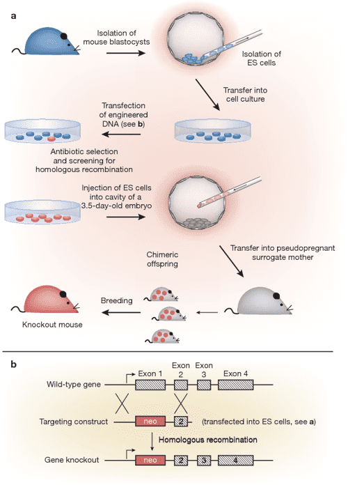 Transgenic Mouse Technology In Skin Biology Generation Of Complete Or