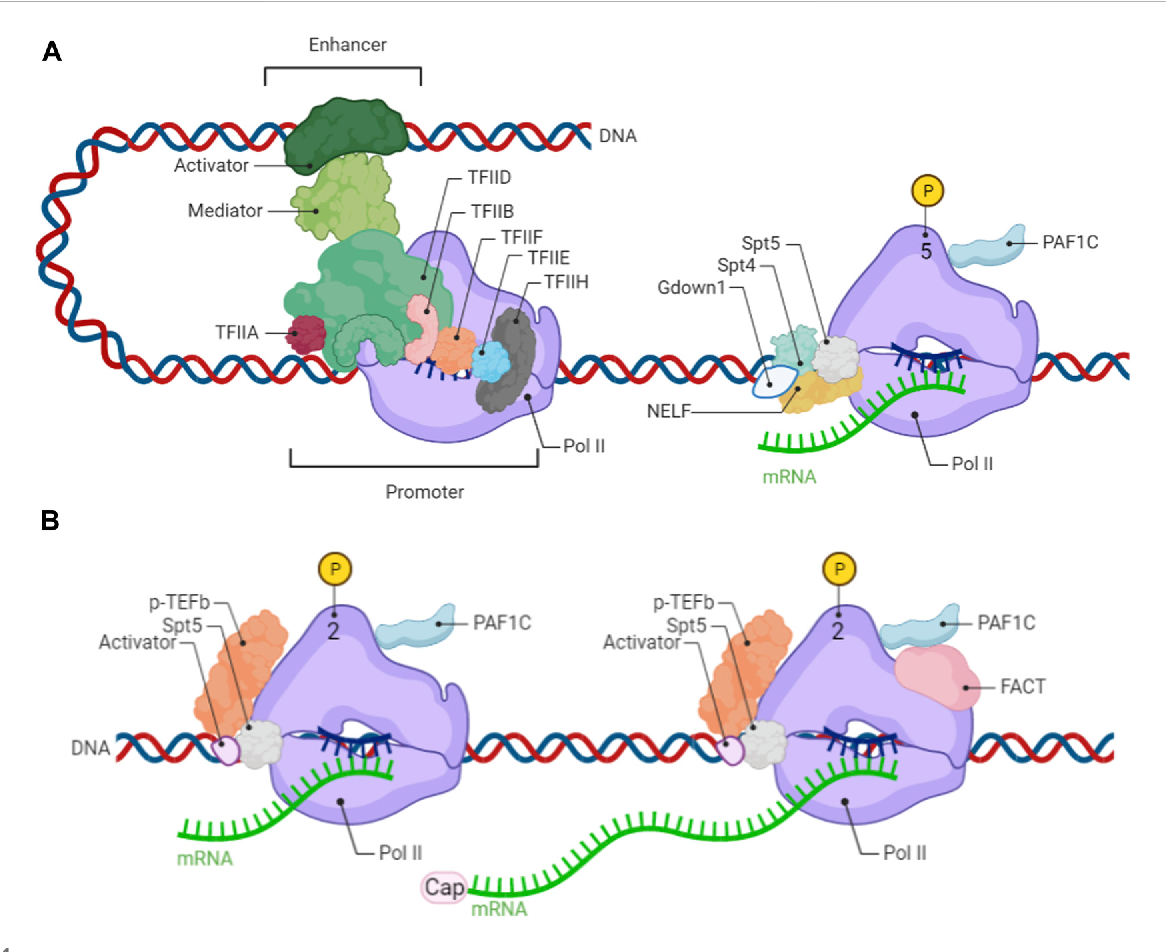 Figure 1 From The Regulation Of Transcription Elongation In Embryonic